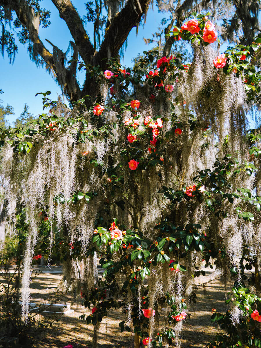 Day Trip to Savannah, GA: How to Spend 1 Day in Savannah • The Spirited ...